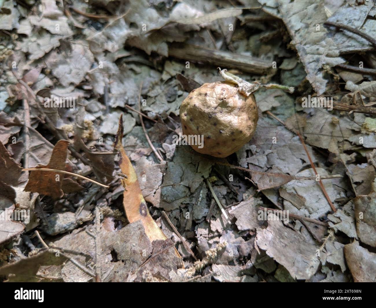 Spongy Oak Apple Gall Wasp (Amphibolips confluenta) Insecta Stock Photo ...