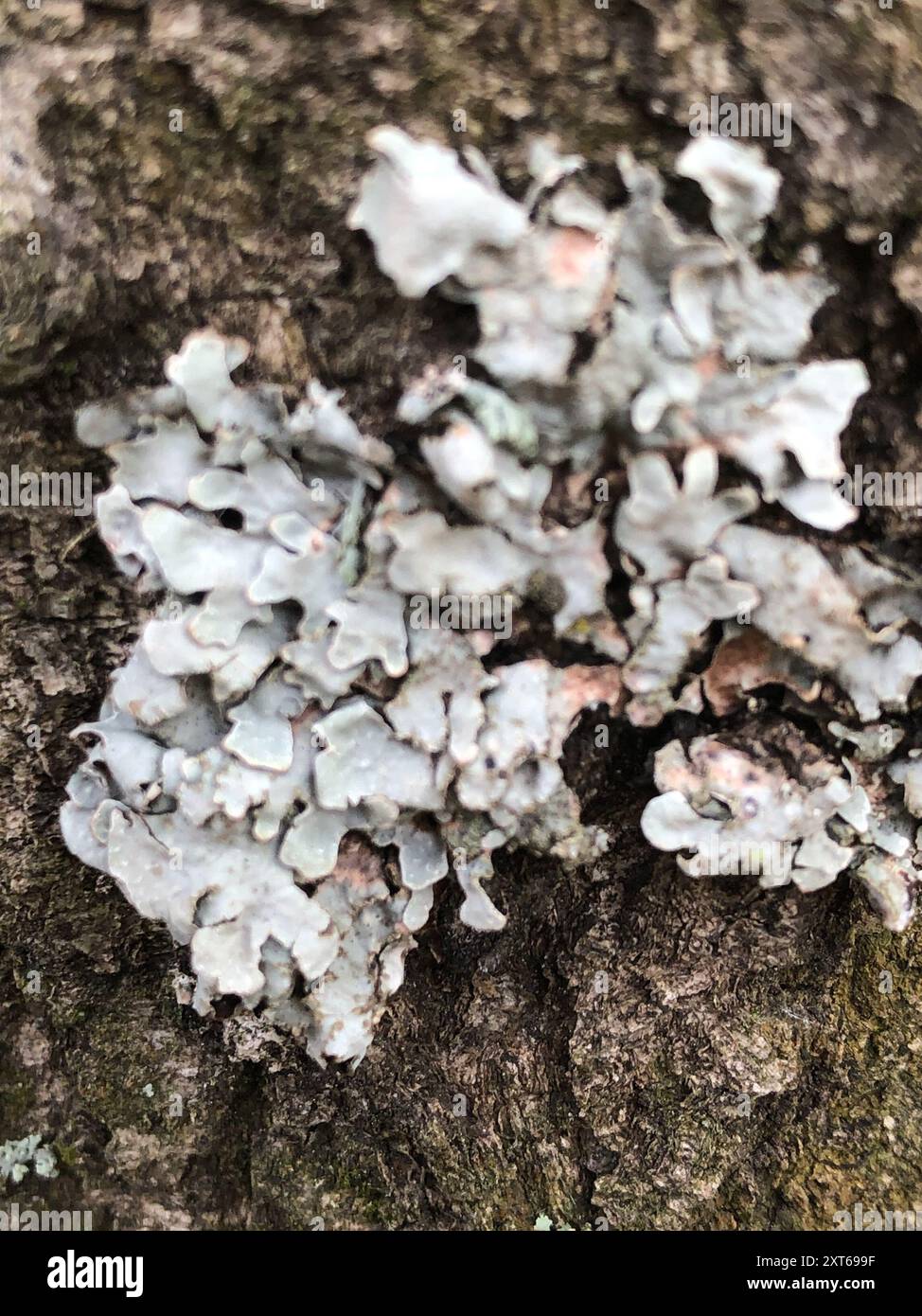 shield lichen (Parmelia sulcata) Fungi Stock Photo - Alamy