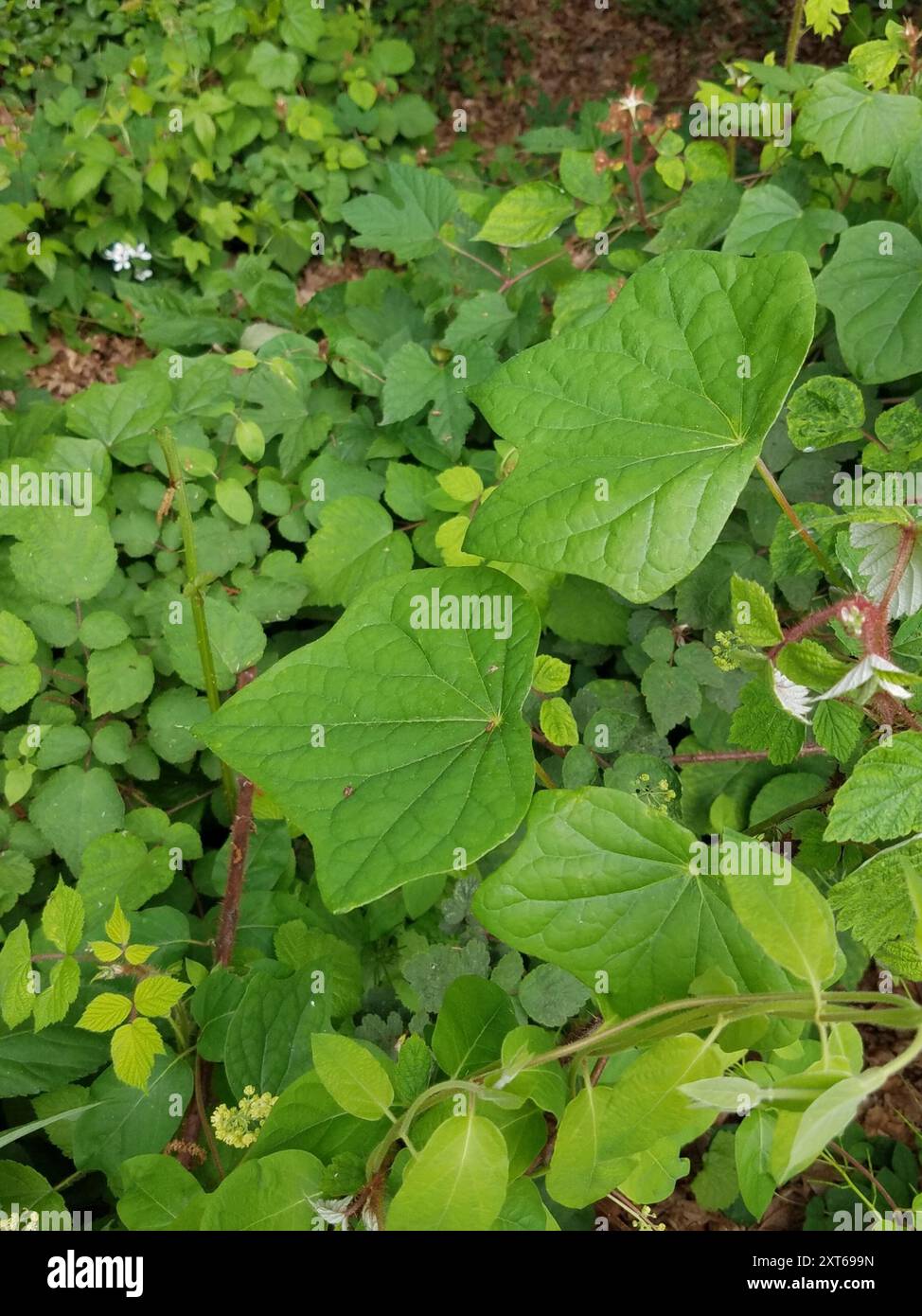 moonseed (Menispermum canadense) Plantae Stock Photo - Alamy