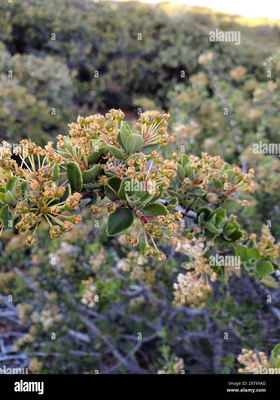 Cupped Leaf Ceanothus (Ceanothus perplexans) Plantae Stock Photo - Alamy