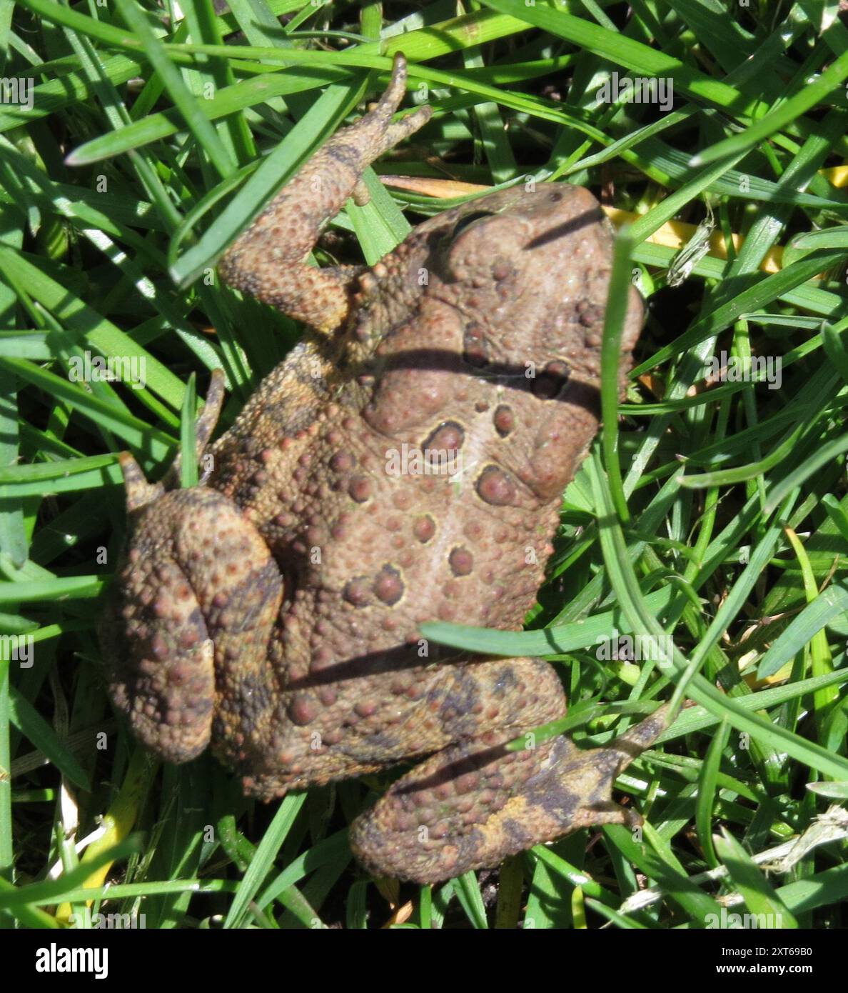 American Toad (Anaxyrus americanus) Amphibia Stock Photo - Alamy