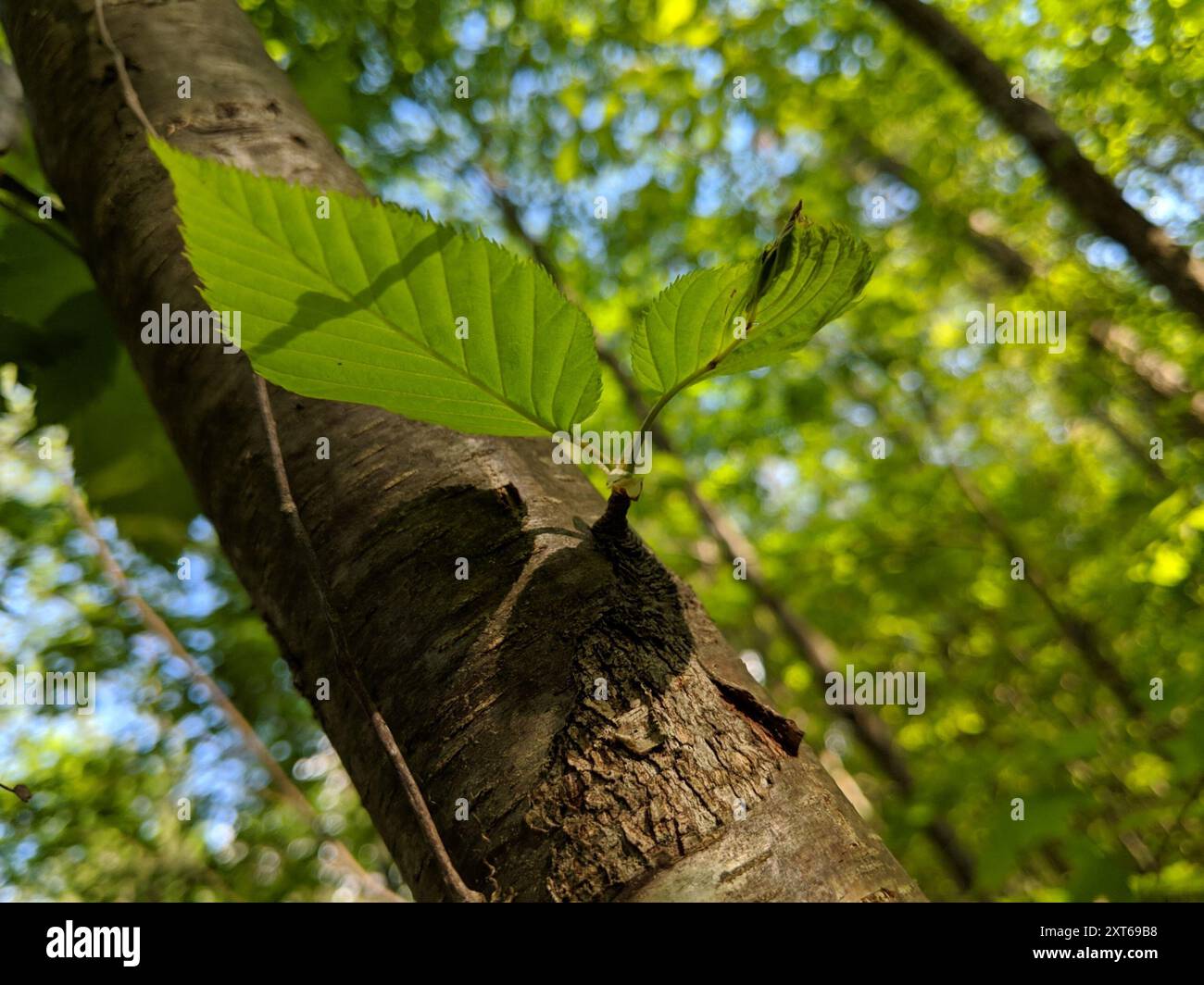 sweet birch (Betula lenta) Plantae Stock Photo - Alamy