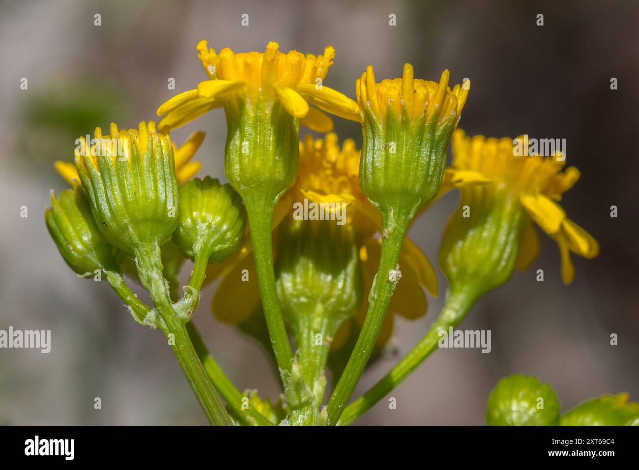 Lobeleaf Groundsel (Packera multilobata) Plantae Stock Photo - Alamy