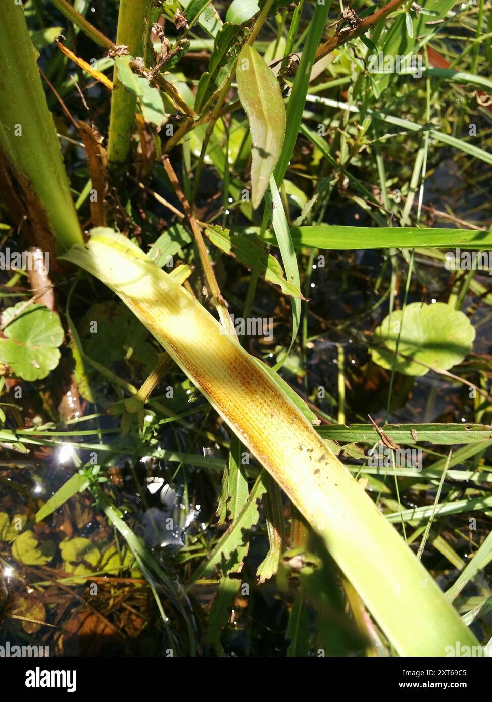southern cattail (Typha domingensis) Plantae Stock Photo - Alamy