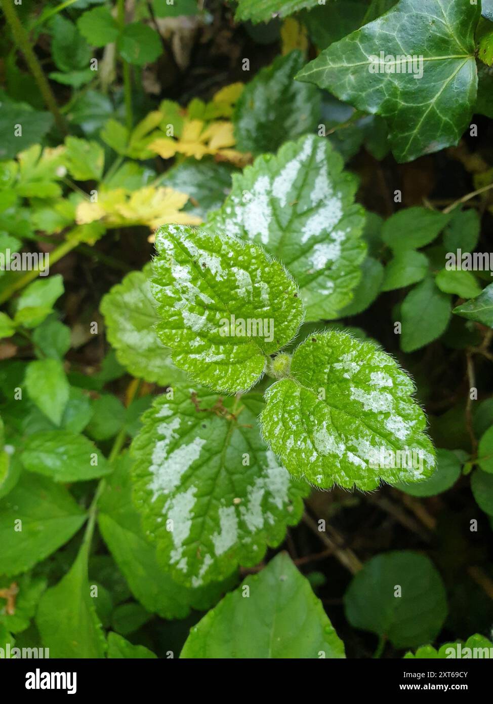 Variegated Yellow Archangel (Lamium galeobdolon argentatum) Plantae ...