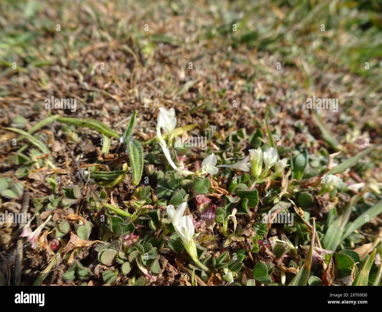 Subterranean Clover (Trifolium subterraneum) Plantae Stock Photo - Alamy