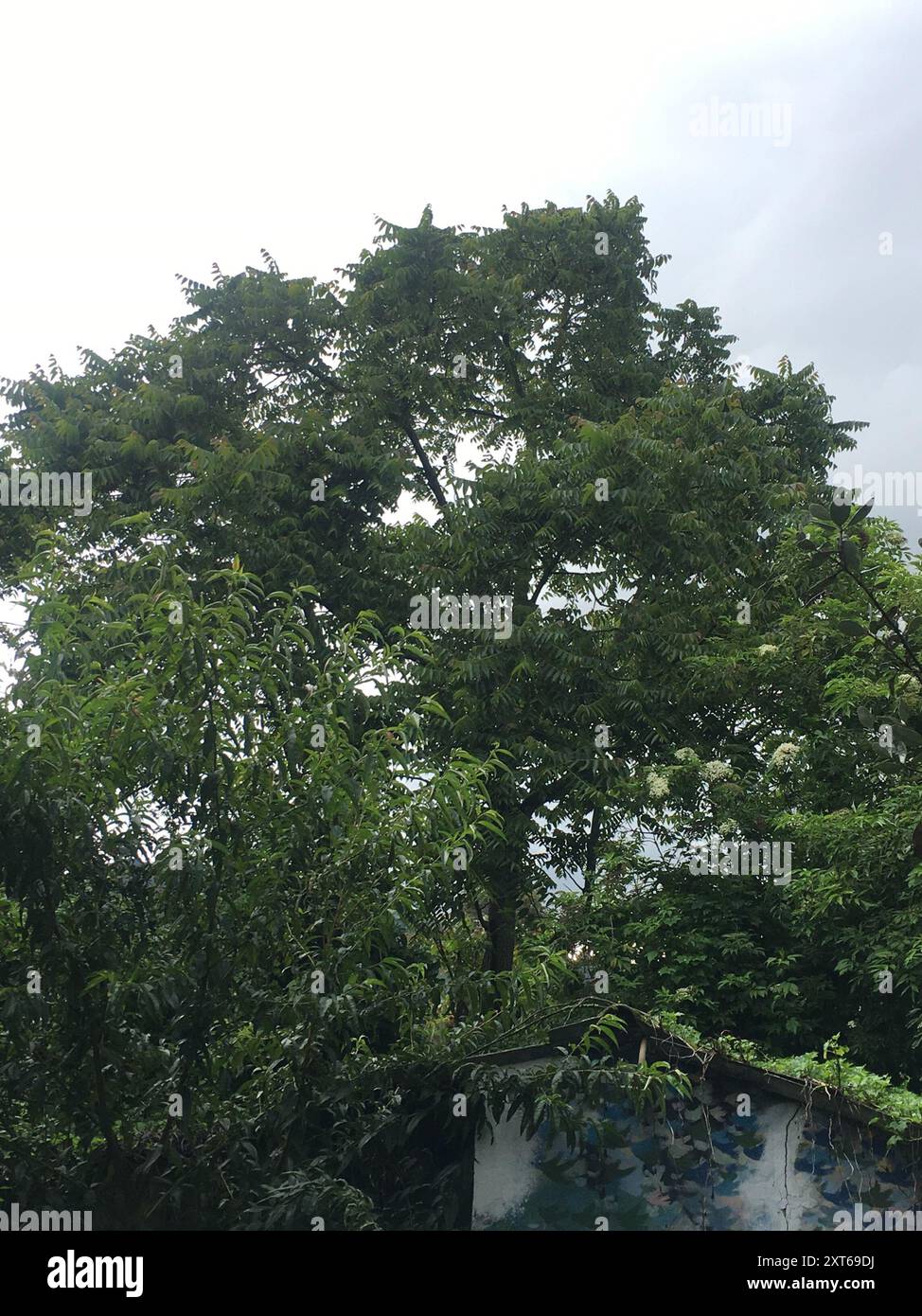 Andean Walnut (Juglans neotropica) Plantae Stock Photo - Alamy