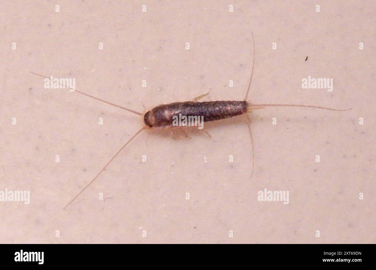 Long-tailed Silverfish (Ctenolepisma longicaudatum) Insecta Stock Photo ...