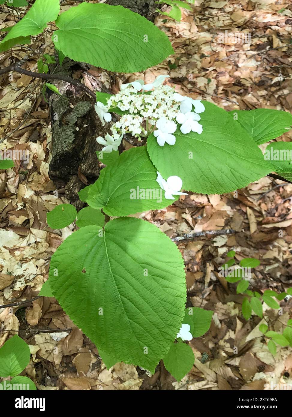 hobblebush (Viburnum lantanoides) Plantae Stock Photo - Alamy