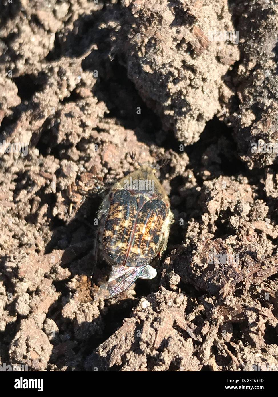 Bumble Flower Beetle (Euphoria inda) Insecta Stock Photo - Alamy