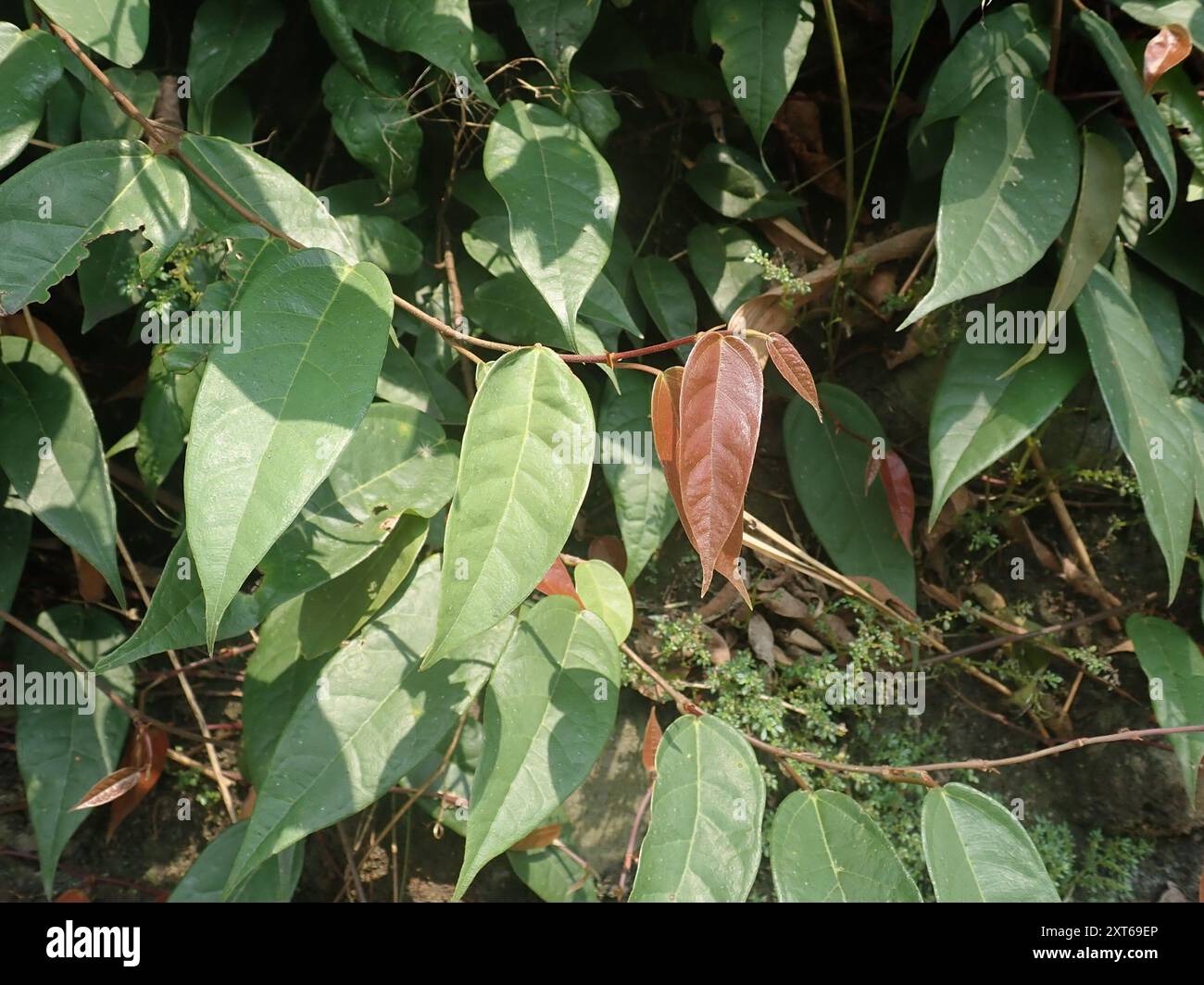 (Ficus sarmentosa nipponica) Plantae Stock Photo - Alamy