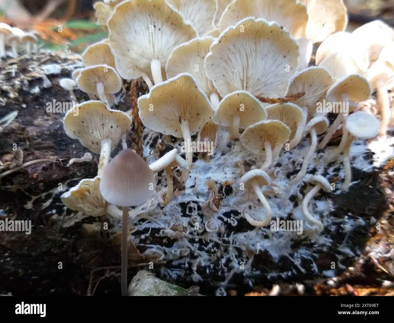 (Rhizocybe albida) Fungi Stock Photo - Alamy