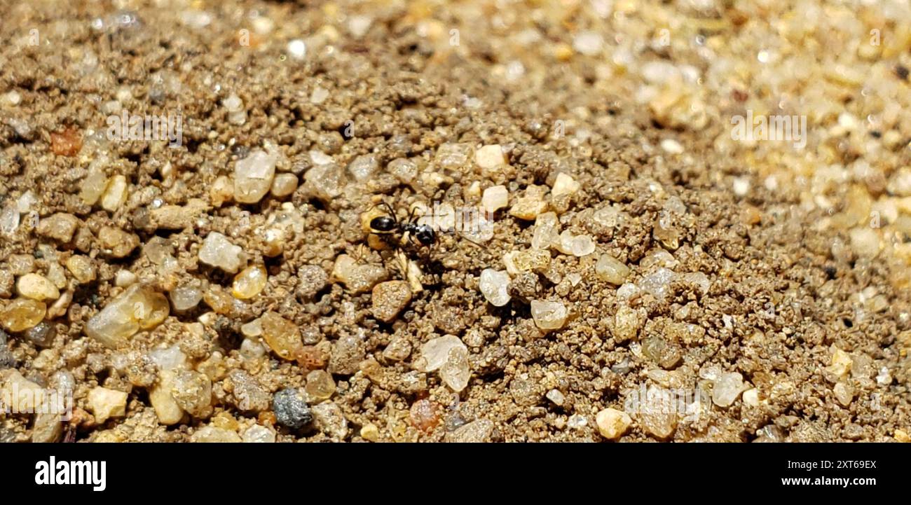Pyramid Ants (Dorymyrmex) Insecta Stock Photo - Alamy