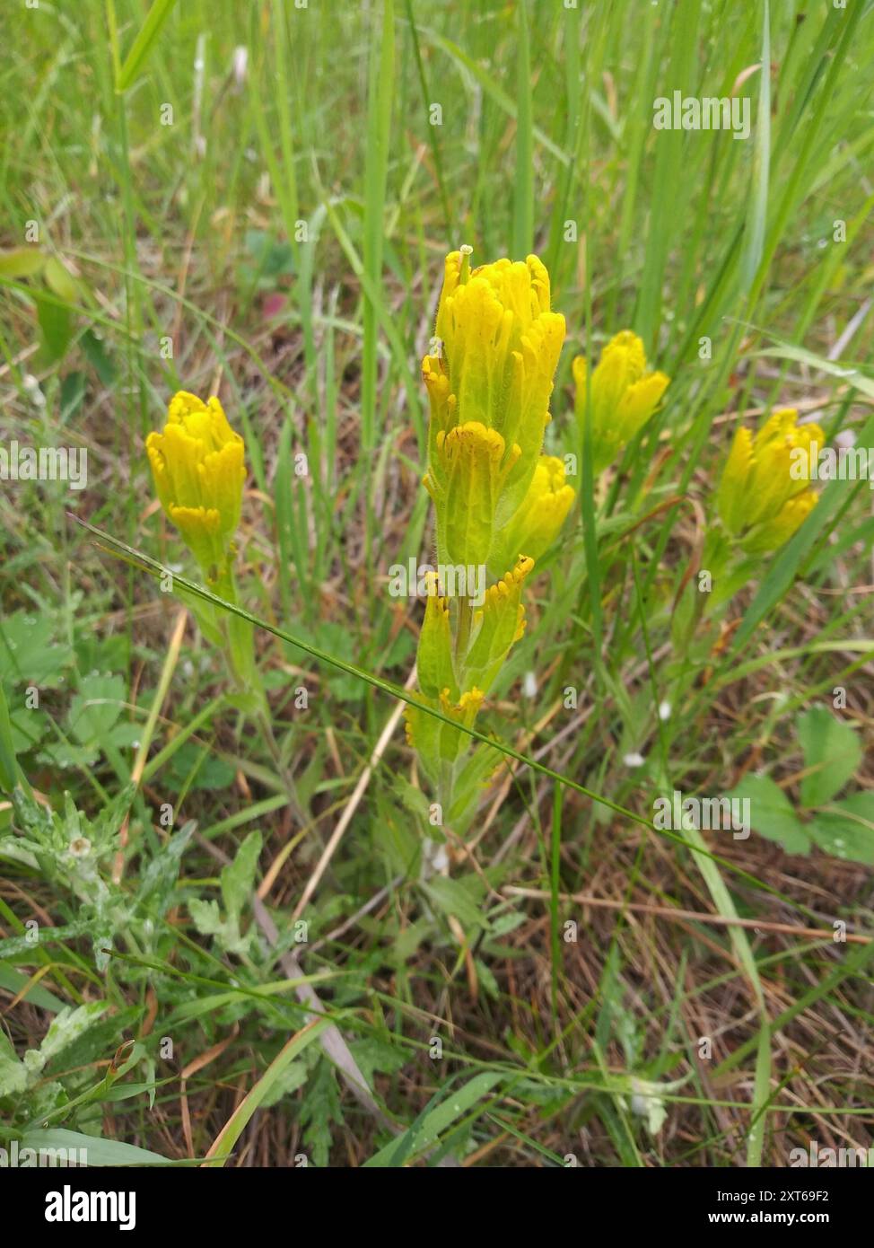 golden Indian paintbrush (Castilleja levisecta) Plantae Stock Photo - Alamy