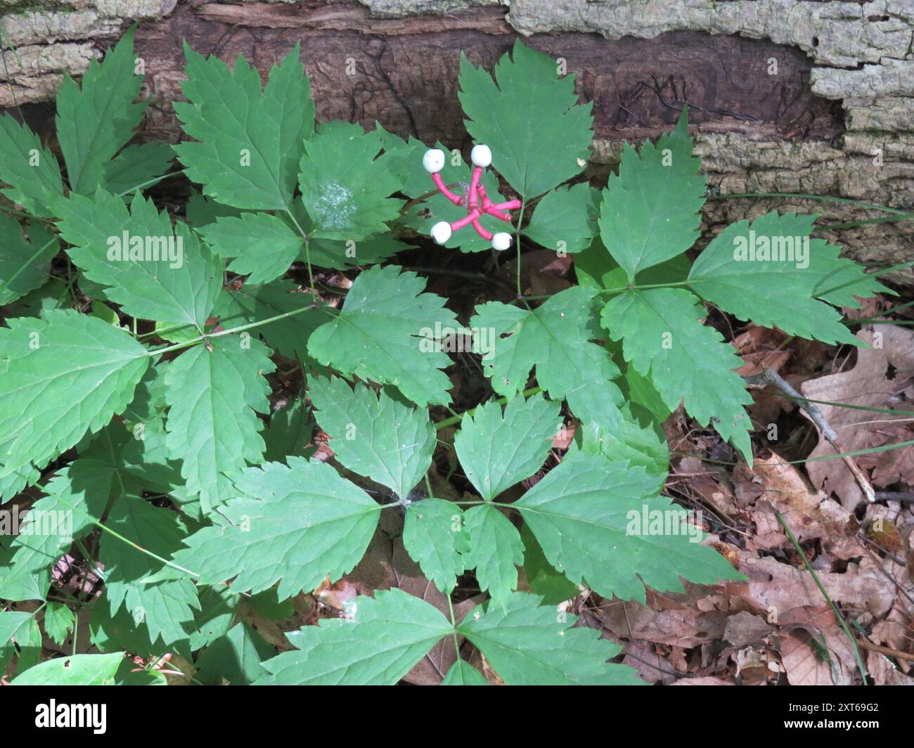white baneberry (Actaea pachypoda) Plantae Stock Photo - Alamy