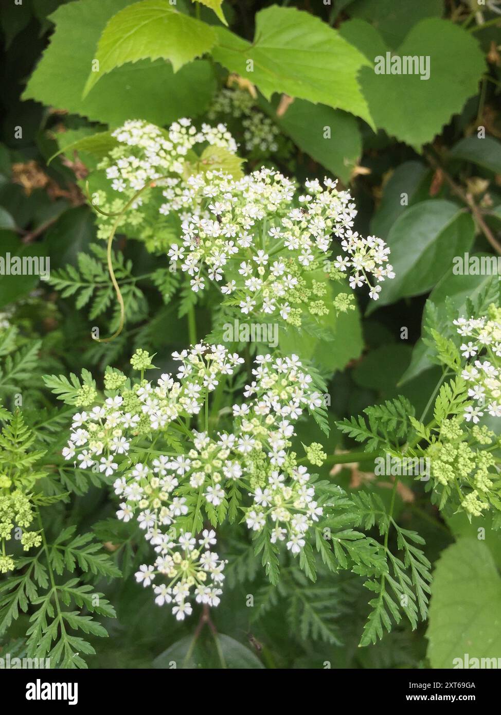 poison hemlock (Conium maculatum) Plantae Stock Photo - Alamy