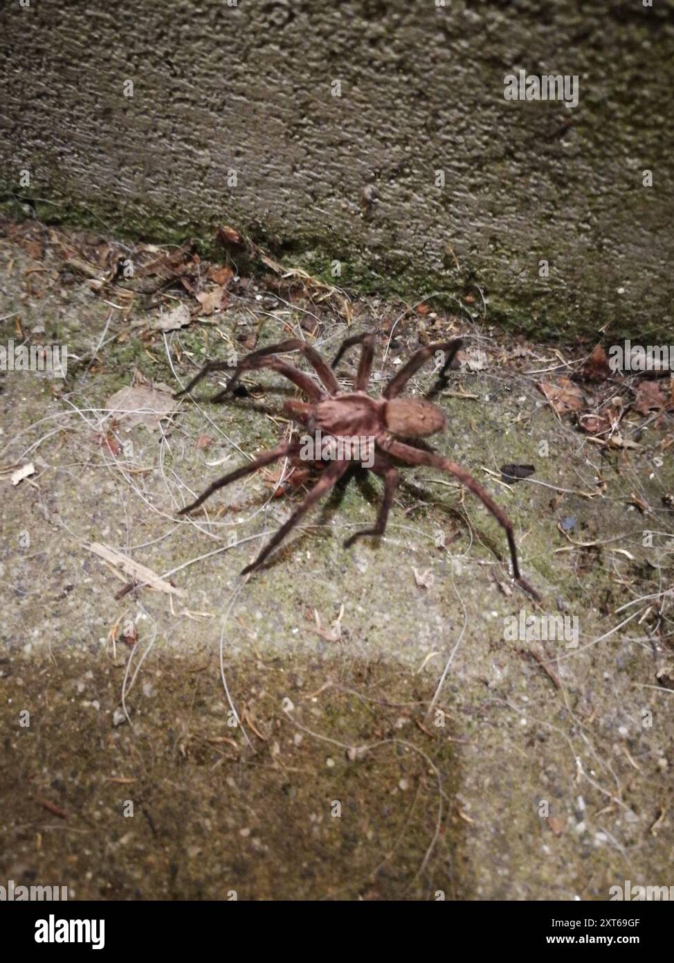 Large Brown Vagrant Spider (Uliodon albopunctatus) Arachnida Stock ...