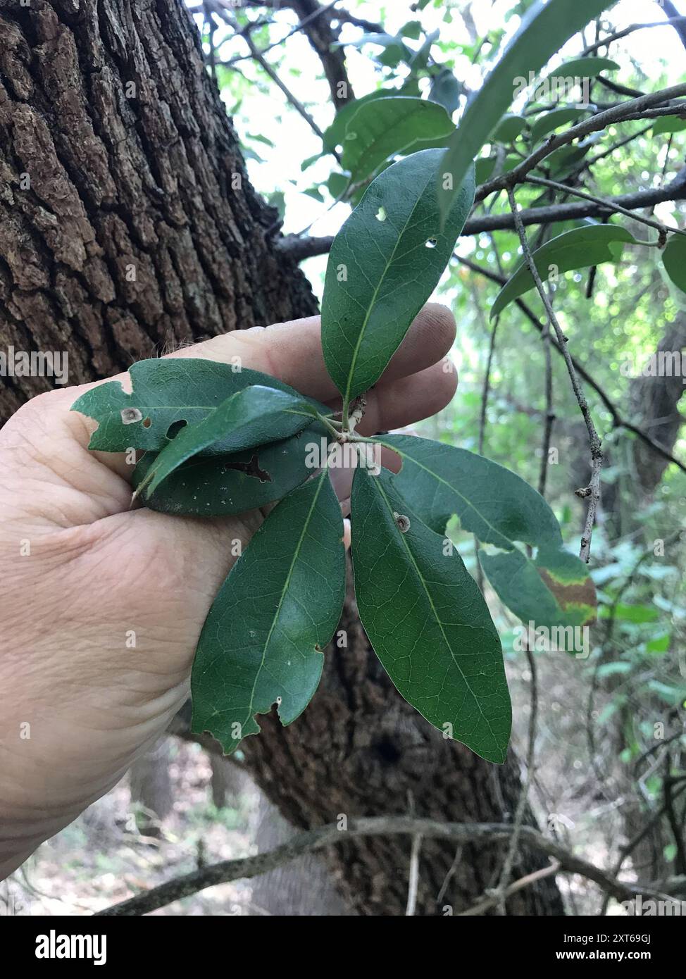 Texas live oak (Quercus fusiformis) Plantae Stock Photo - Alamy