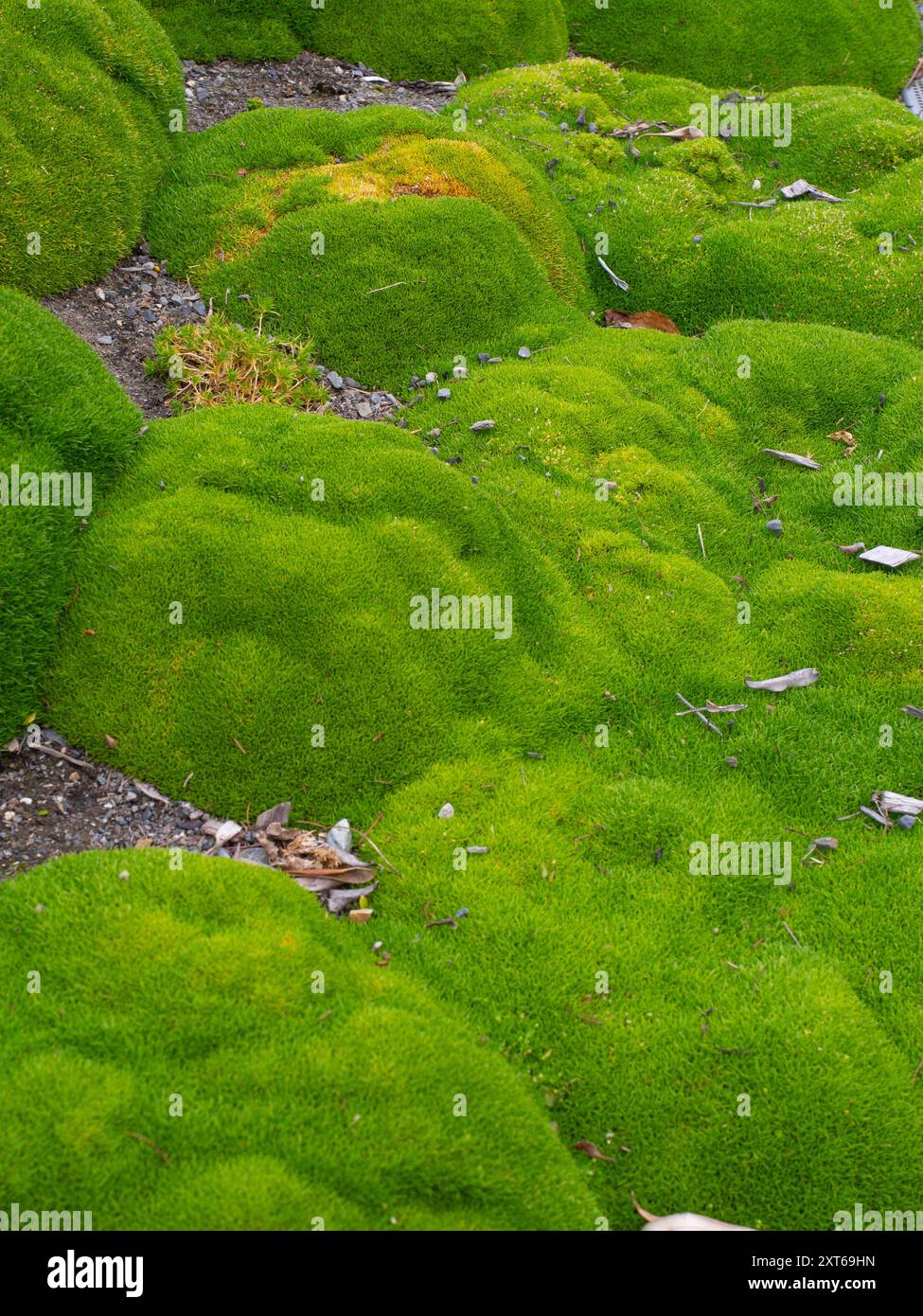 Mounds of moss hi-res stock photography and images - Alamy