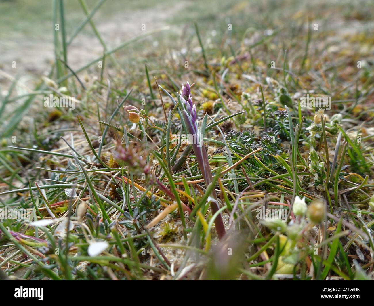 Bulbous Bluegrass (Poa bulbosa) Plantae Stock Photo - Alamy