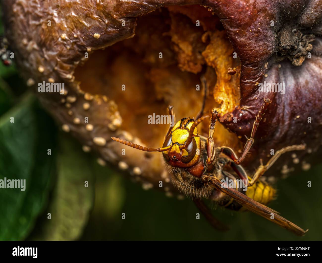 Rotten apple on a tree hi-res stock photography and images - Alamy