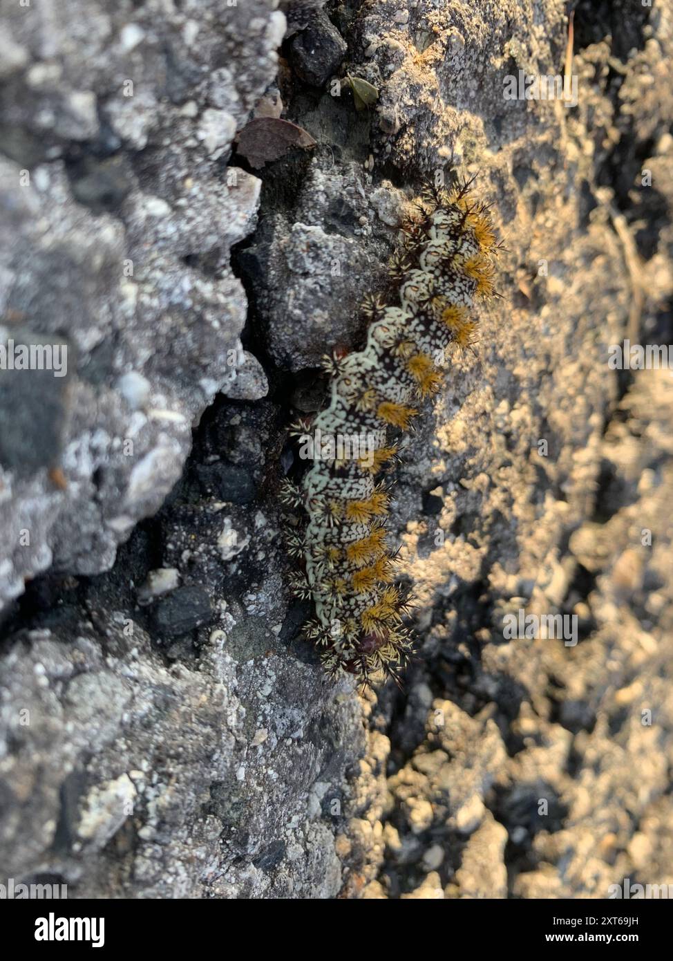 Sheepmoths (Hemileuca) Insecta Stock Photo - Alamy