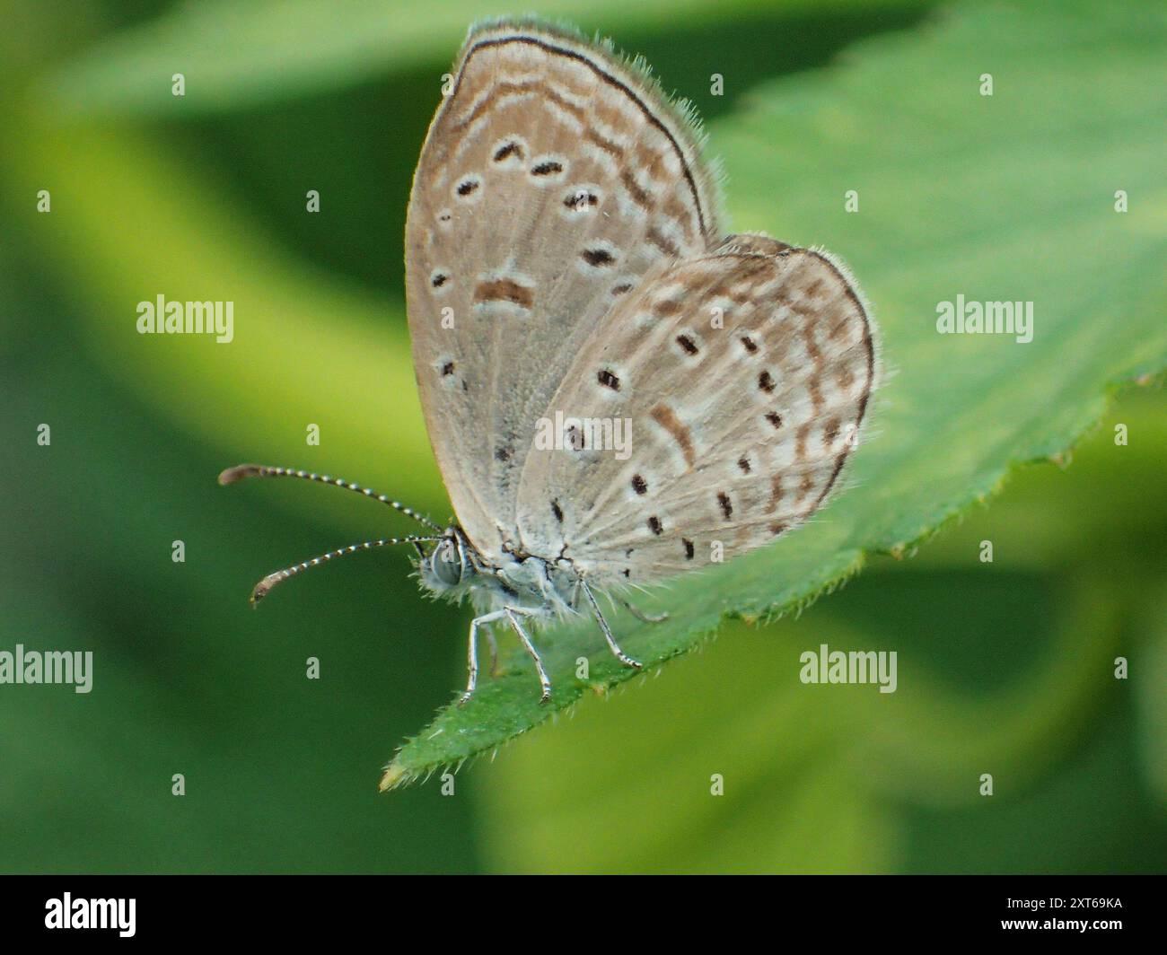 Tiny Grass Blue (Zizula hylax) Insecta Stock Photo - Alamy