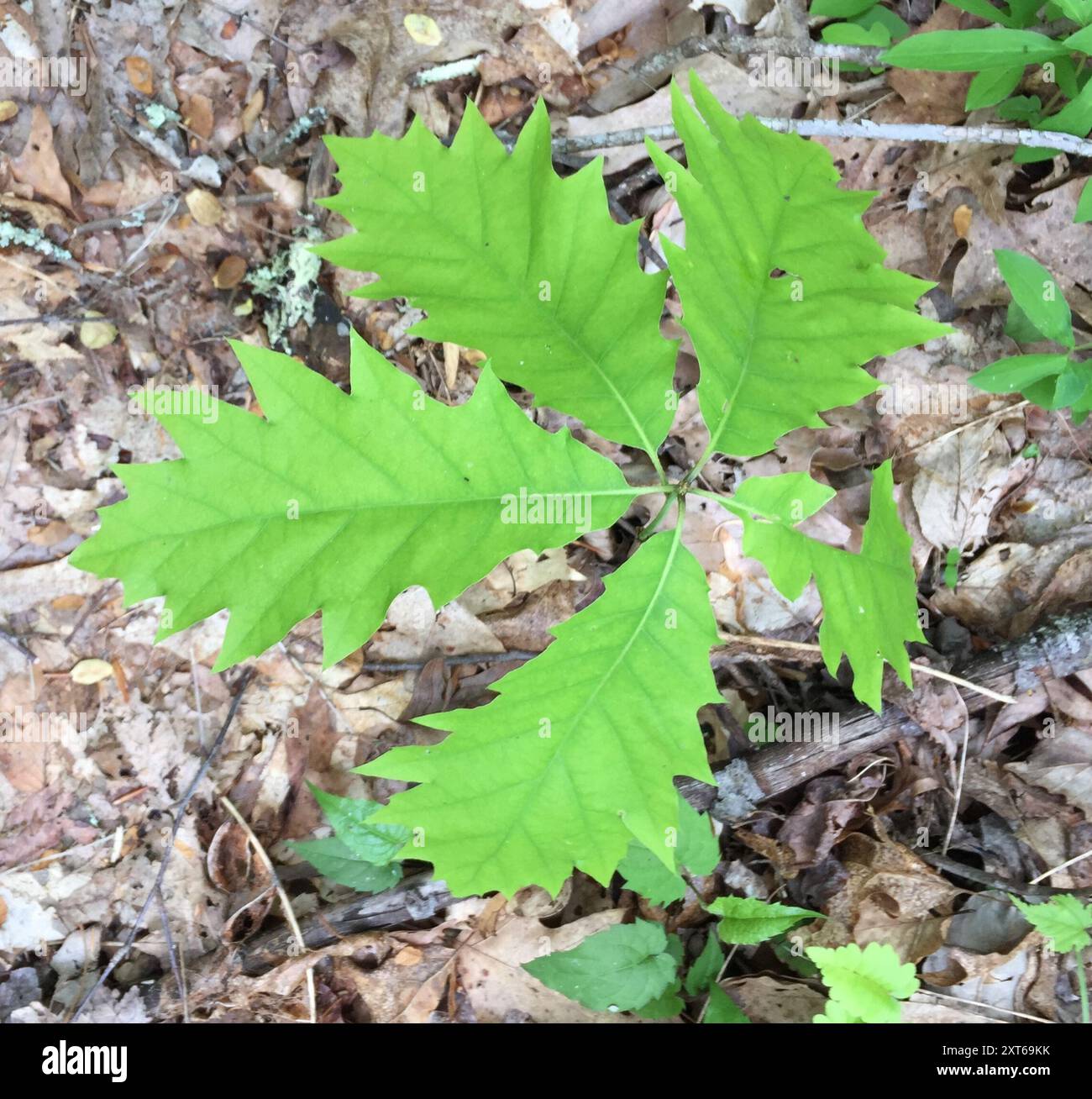 northern red oak (Quercus rubra) Plantae Stock Photo - Alamy