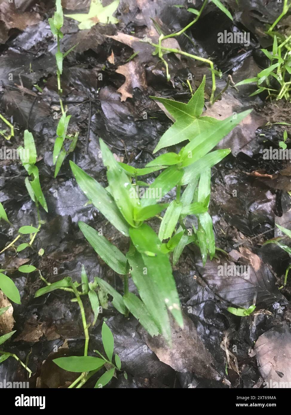 marsh dewflower (Murdannia keisak) Plantae Stock Photo - Alamy