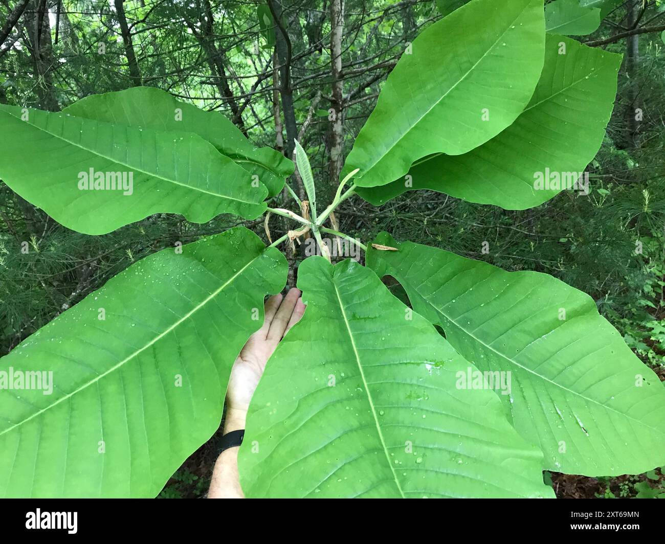 bigleaf magnolia (Magnolia macrophylla) Plantae Stock Photo - Alamy