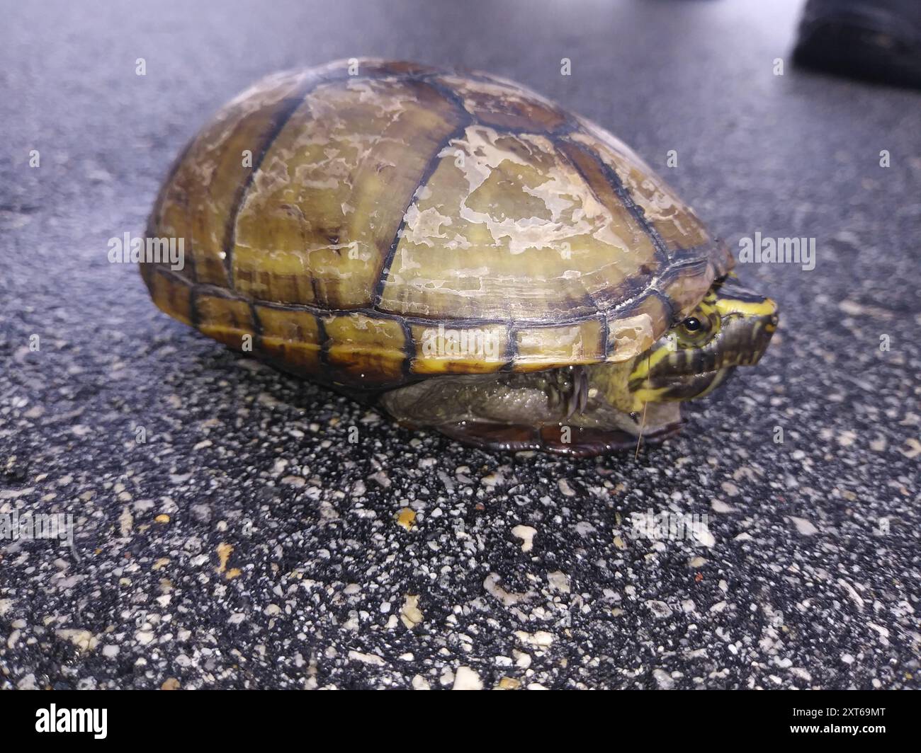 Striped Mud Turtle (Kinosternon baurii) Reptilia Stock Photo - Alamy