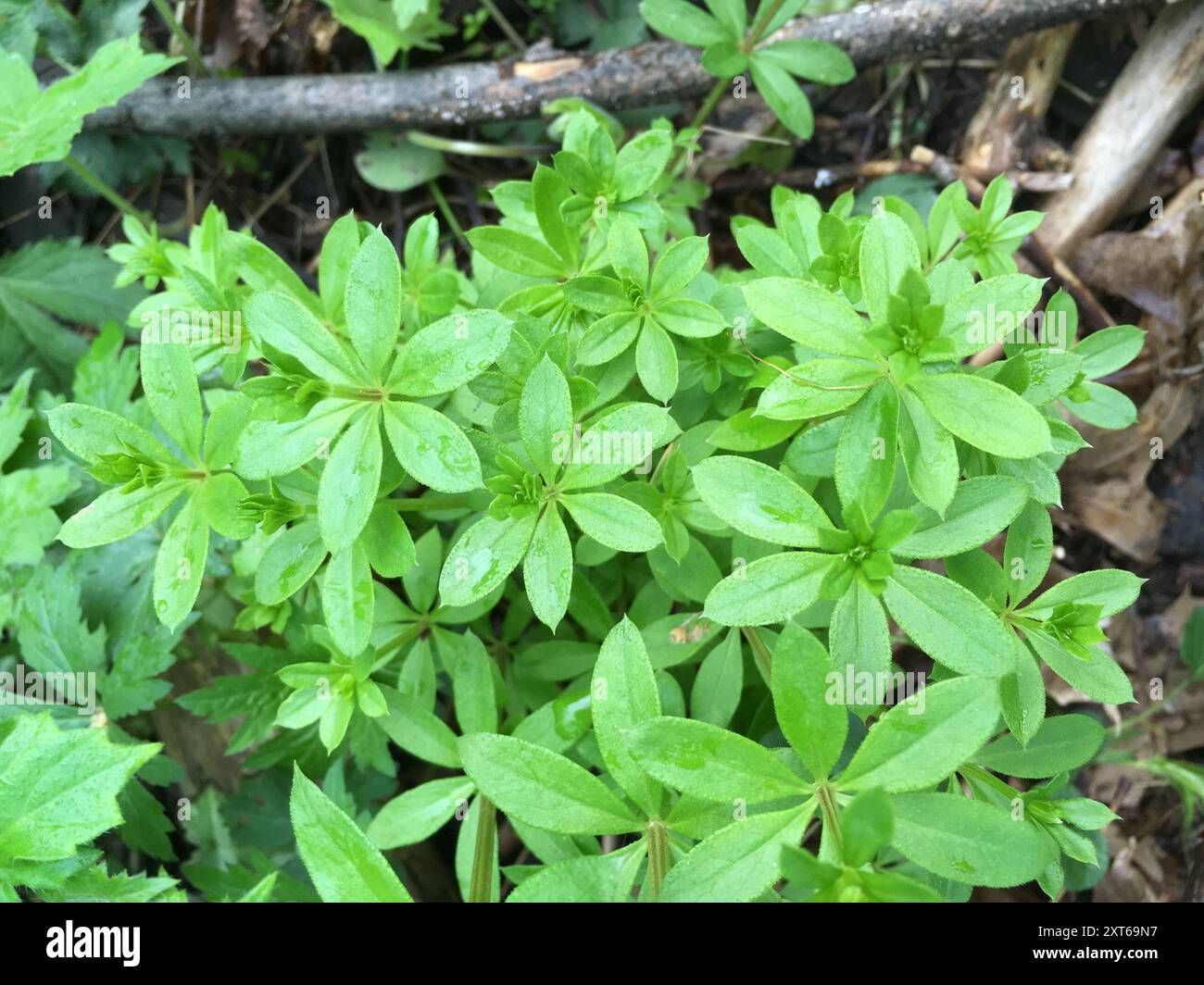 fragrant bedstraw (Galium triflorum) Plantae Stock Photo - Alamy