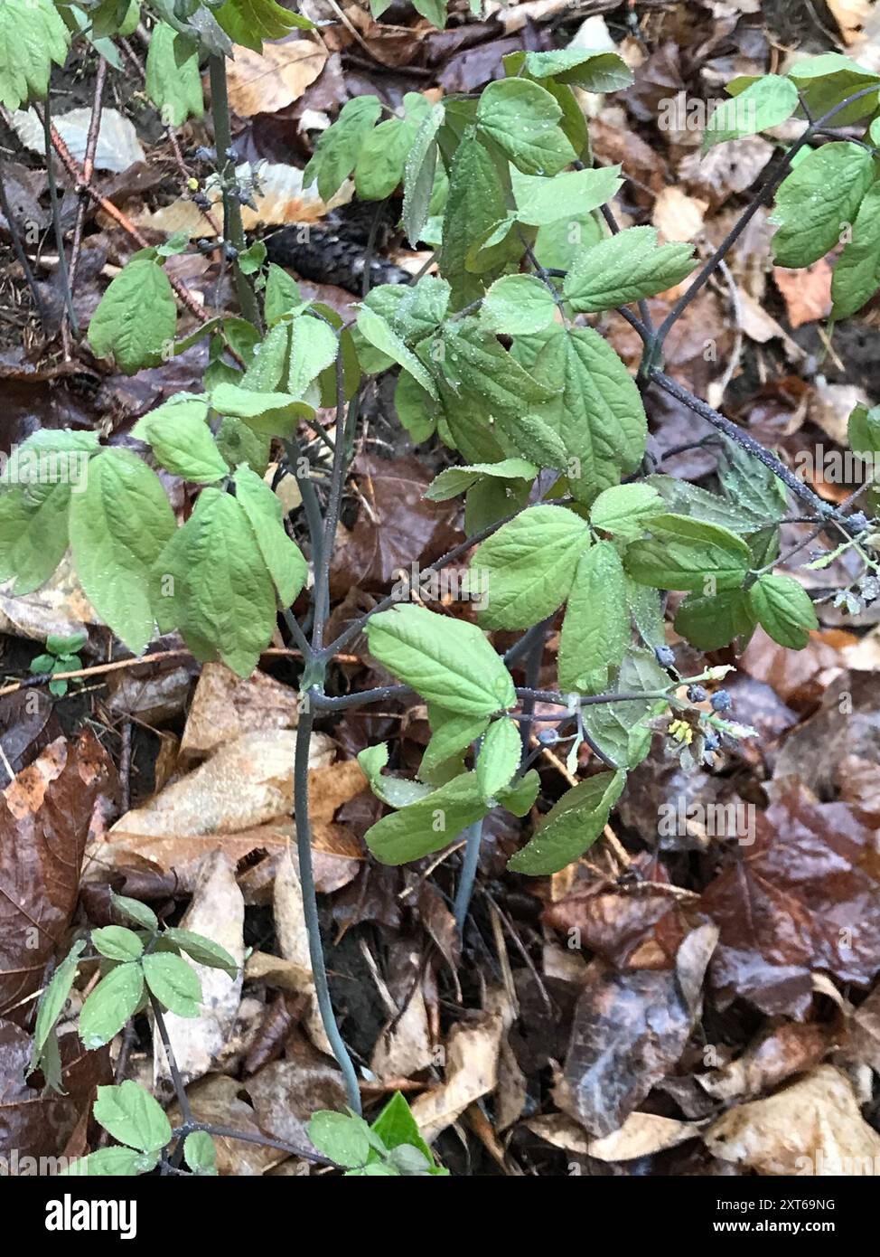 early blue cohosh (Caulophyllum giganteum) Plantae Stock Photo - Alamy