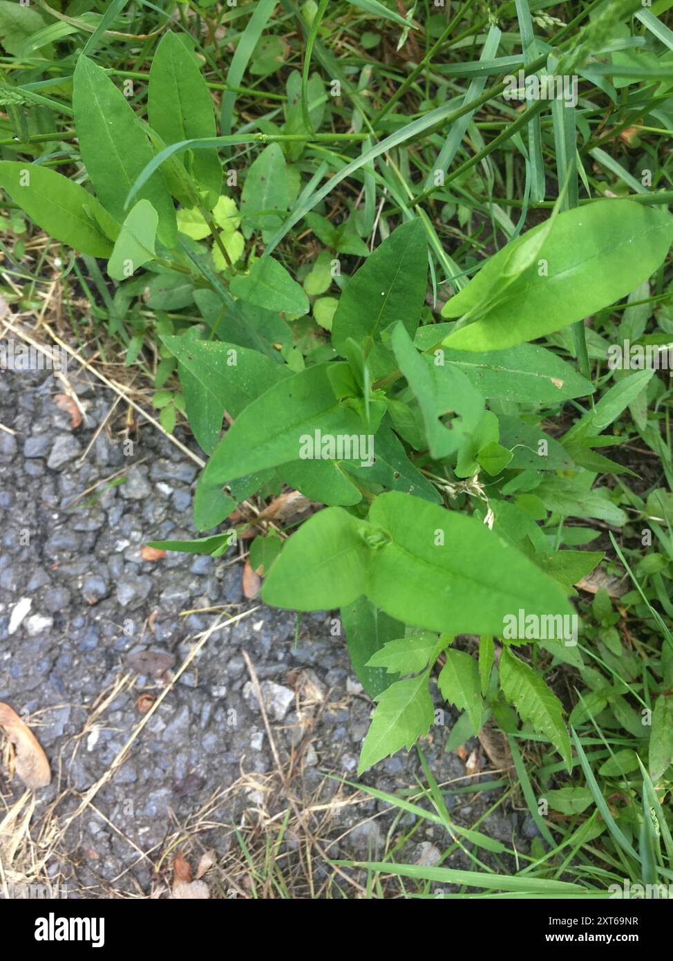 arrow-leaved tearthumb (Persicaria sagittata) Plantae Stock Photo - Alamy