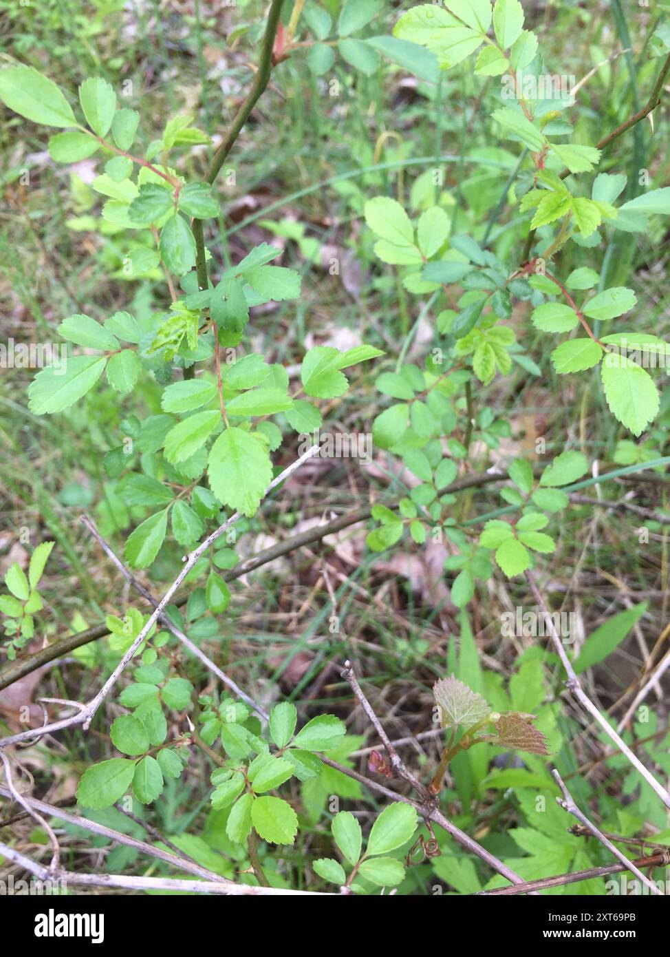 multiflora rose (Rosa multiflora) Plantae Stock Photo - Alamy