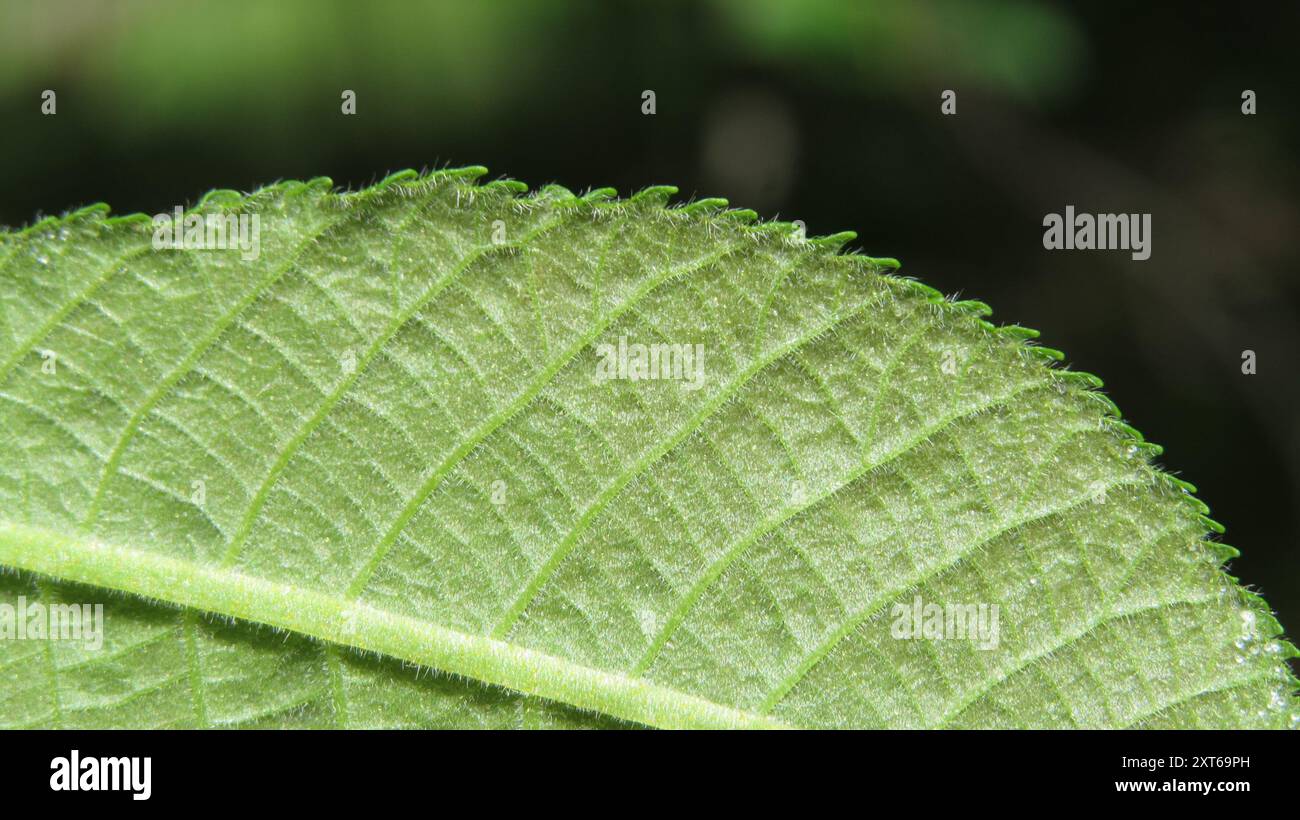 Shellbark Hickory (Carya laciniosa) Plantae Stock Photo - Alamy