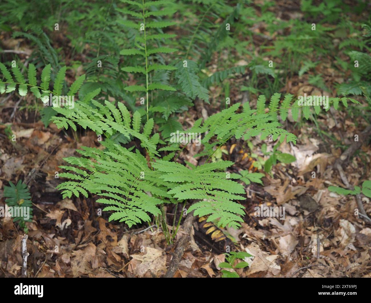 interrupted fern (Osmunda claytoniana) Plantae Stock Photo - Alamy