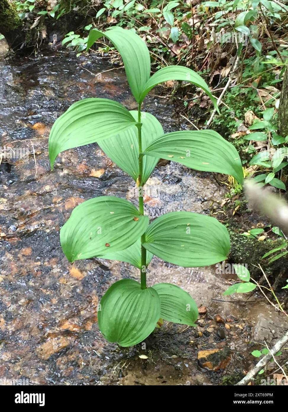 green false hellebore (Veratrum viride) Plantae Stock Photo - Alamy