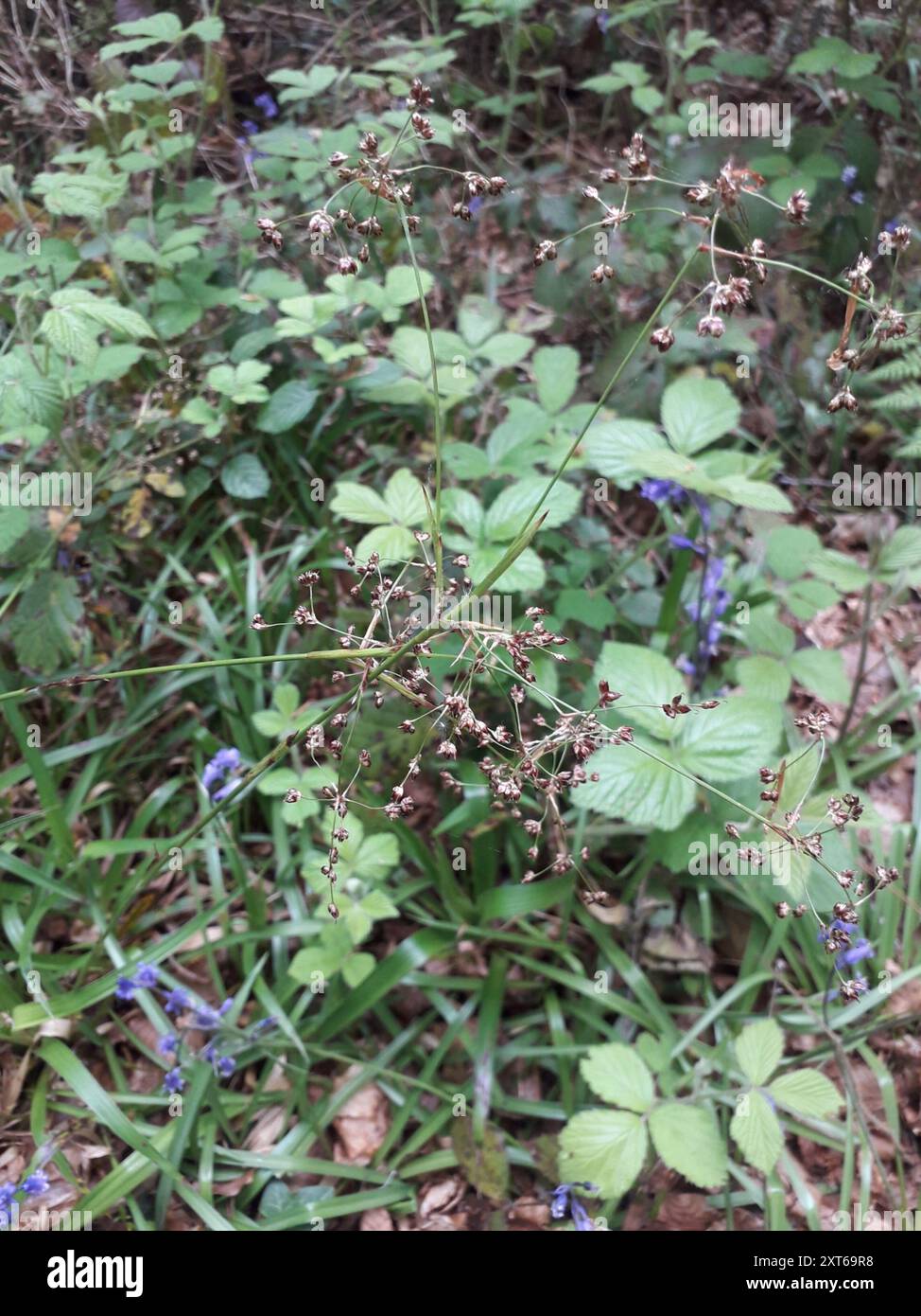 Hairy Woodrush (Luzula pilosa) Plantae Stock Photo - Alamy