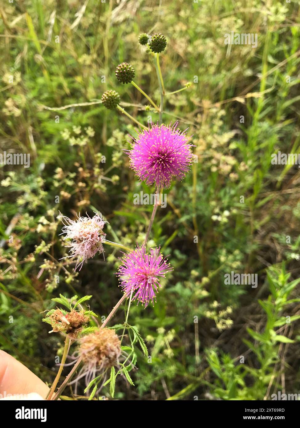 sensitive plants (Mimosa) Plantae Stock Photo - Alamy