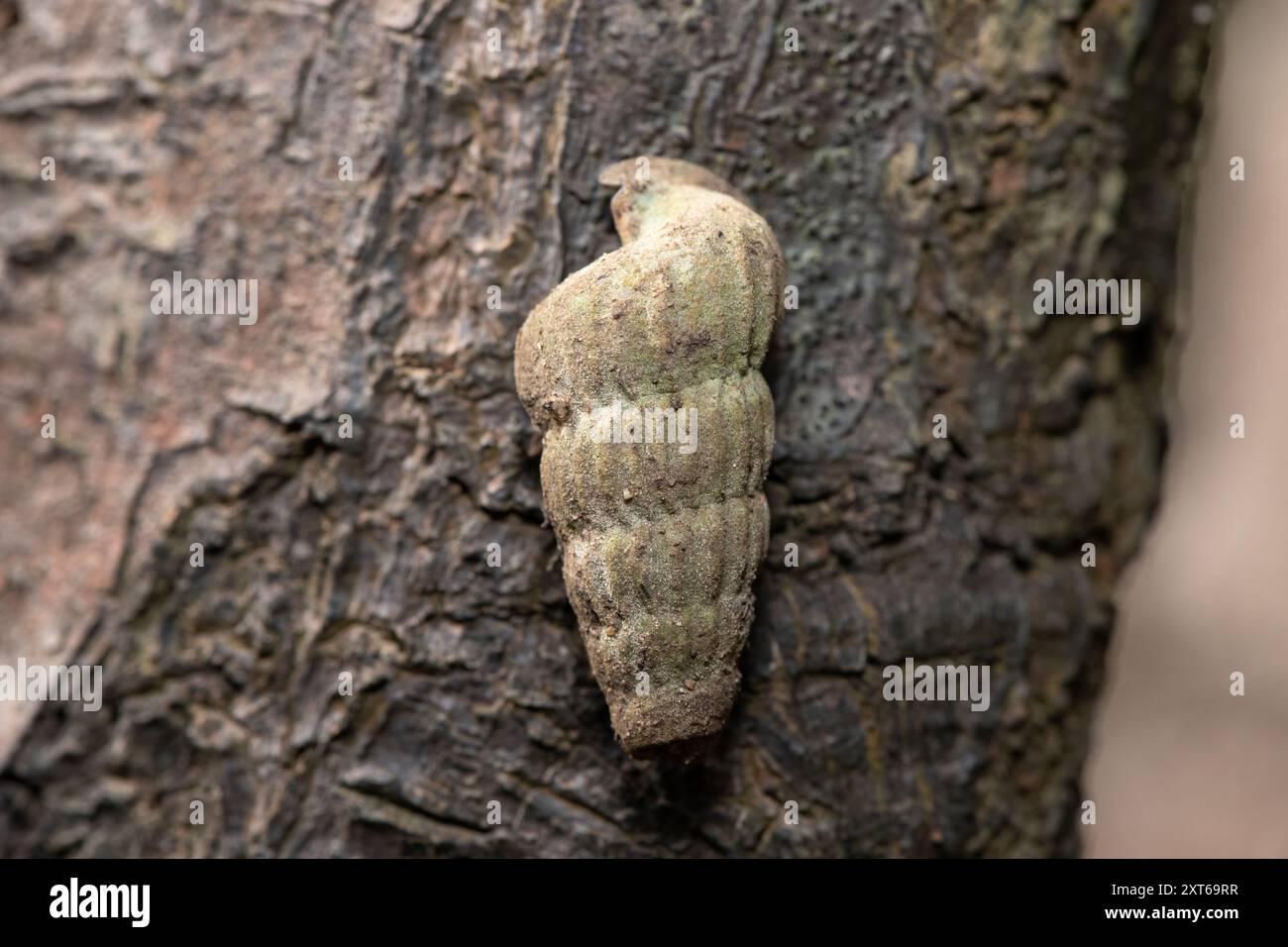 A beautiful climbing whelk (Cerithidea decollate), also known as a ...