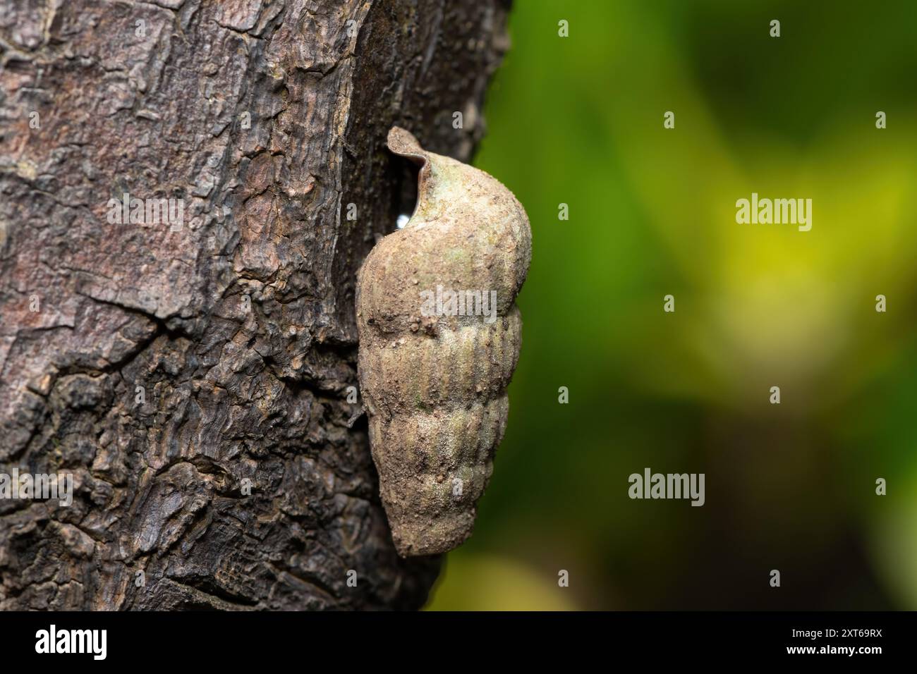 A beautiful climbing whelk (Cerithidea decollate), also known as a ...