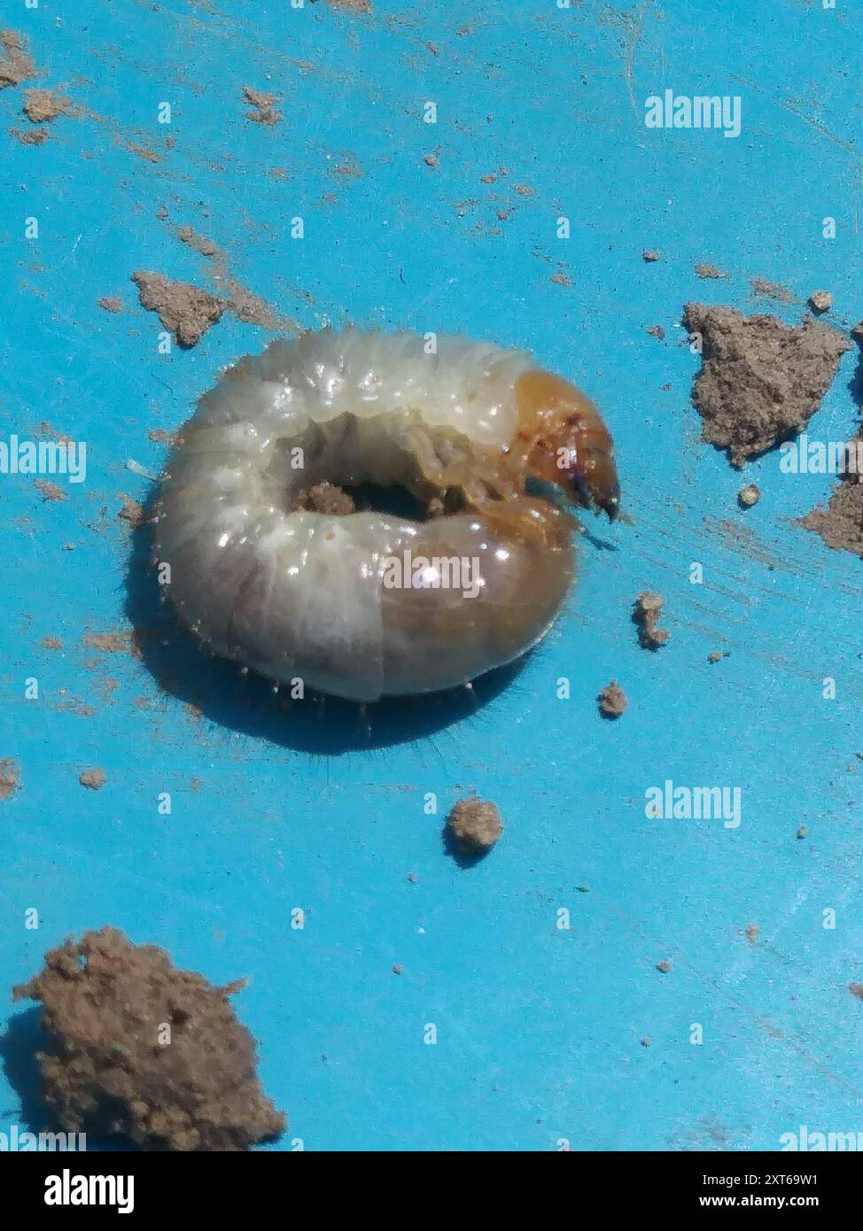 Scarabs (Scarabaeidae) Insecta Stock Photo - Alamy