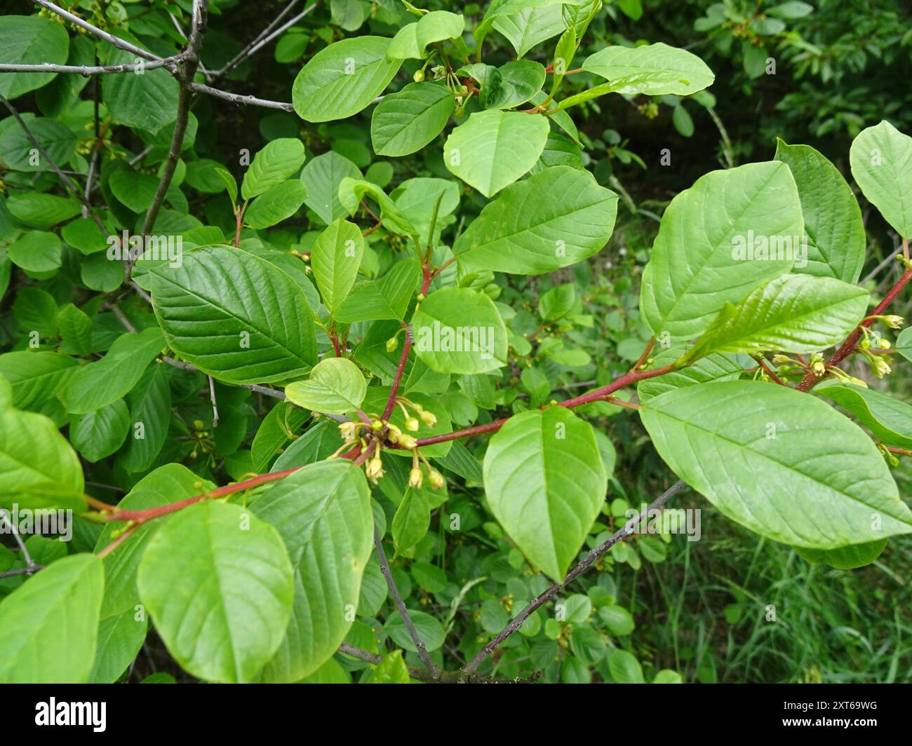 alder buckthorn (Frangula alnus) Plantae Stock Photo - Alamy