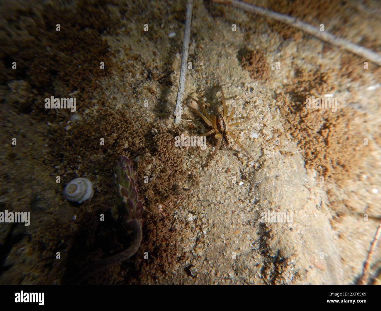 Radiated Wolf Spider (Hogna radiata) Arachnida Stock Photo - Alamy