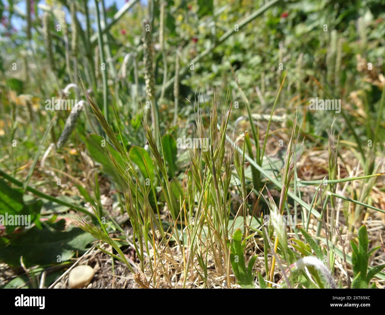 Vulpia hi-res stock photography and images - Alamy