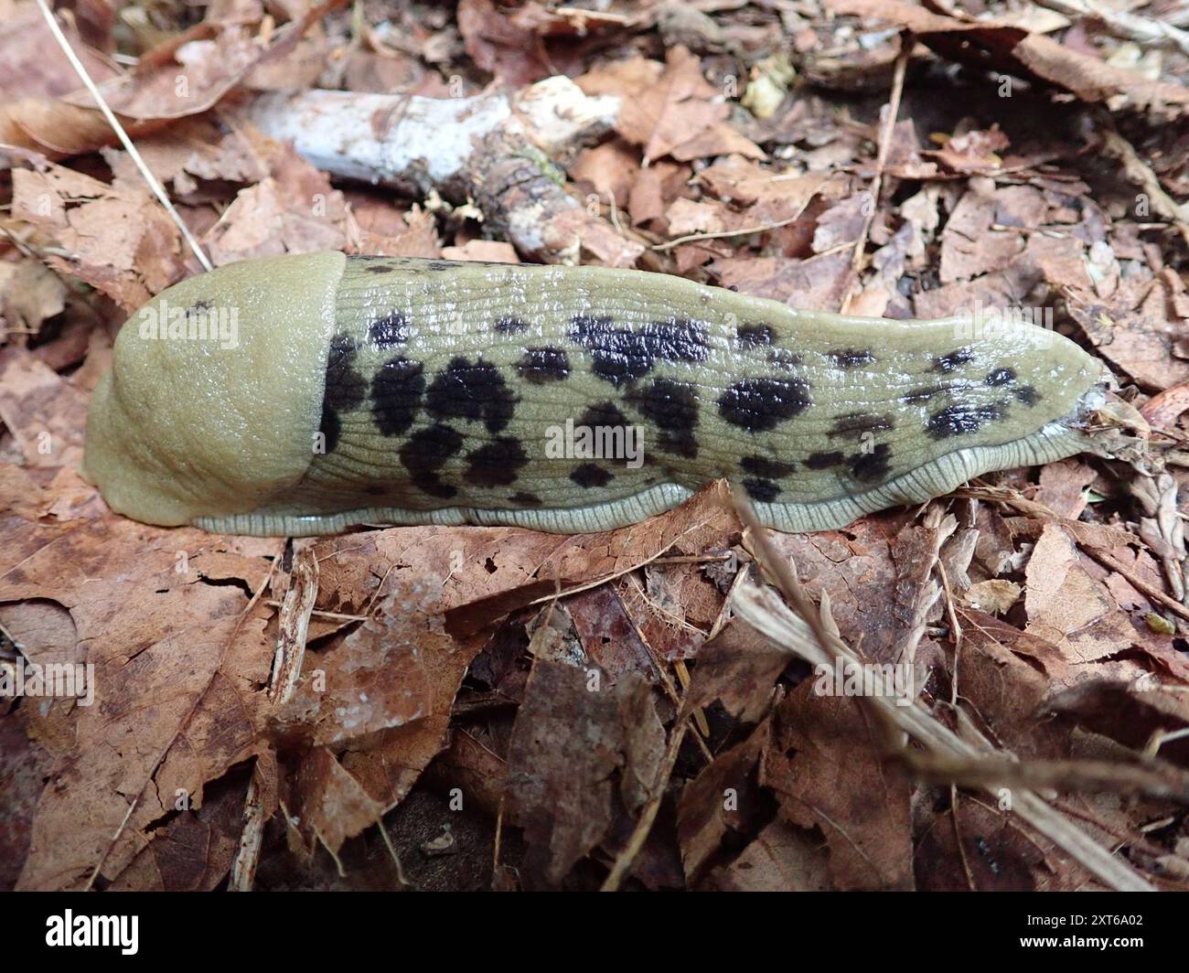 Pacific Banana Slug (Ariolimax columbianus) Mollusca Stock Photo - Alamy