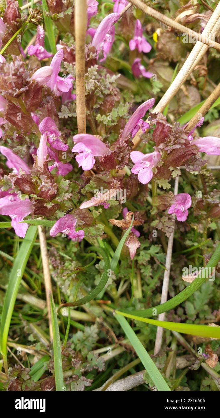Common Lousewort (Pedicularis sylvatica) Plantae Stock Photo - Alamy