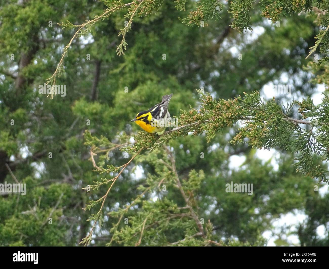 Blackburnian Warbler (Setophaga fusca) Aves Stock Photo - Alamy