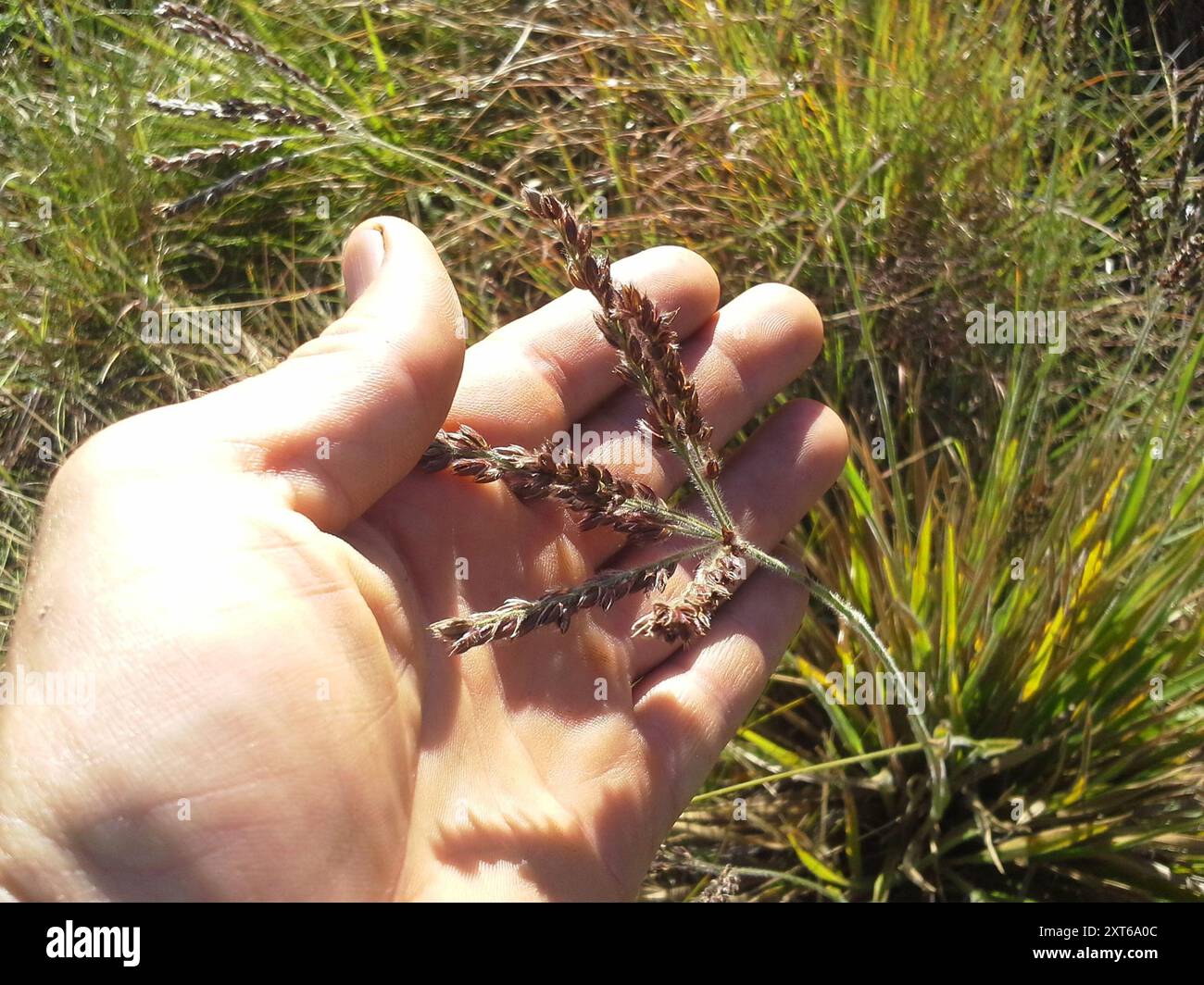 C3 Cockatoo Grass (Alloteropsis semialata eckloniana) Plantae Stock ...